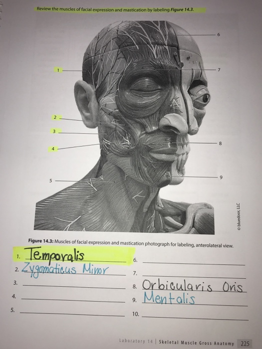 Solved Review the muscles of facial expression and | Chegg.com