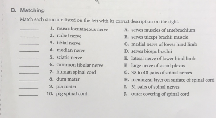 Solved B. Matching Match each structure listed on the left | Chegg.com