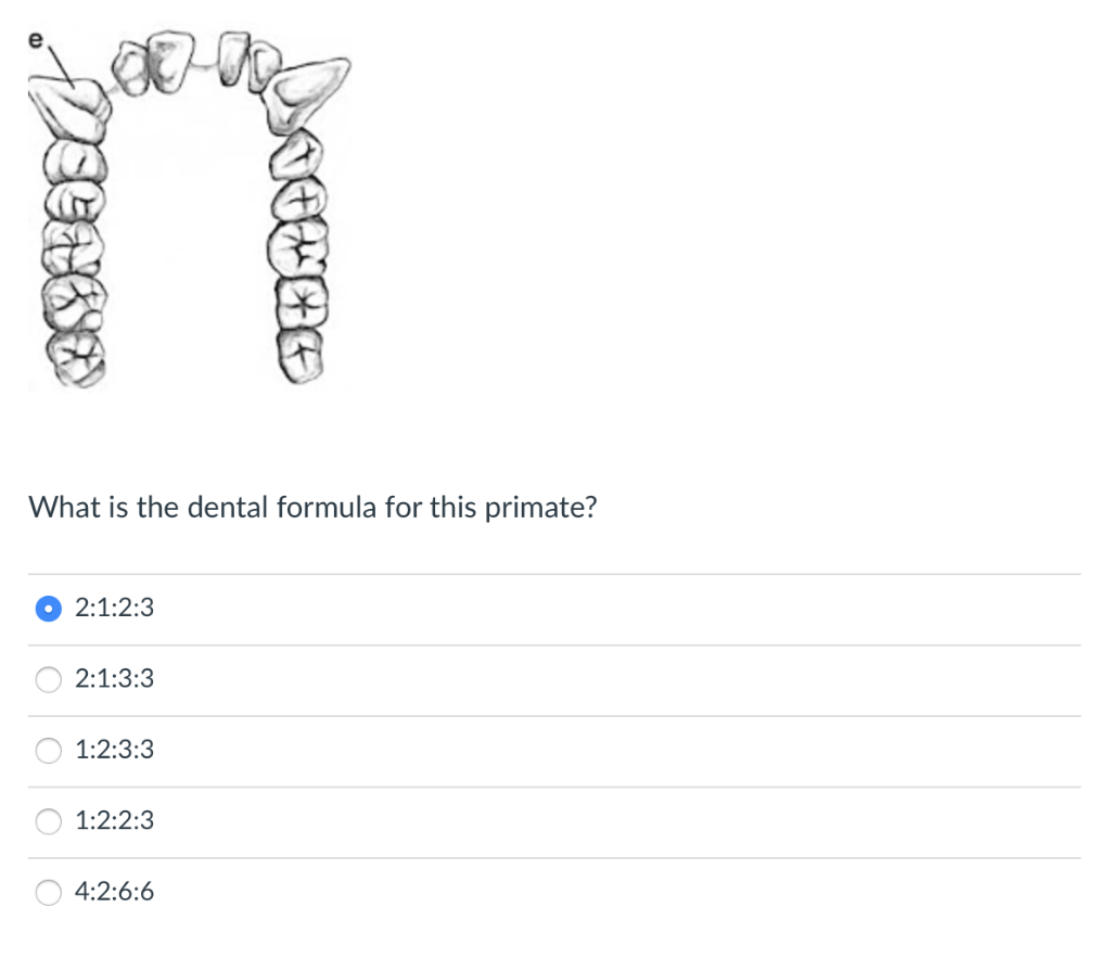 Solved Order Primates Suborder Strepsirhini Haplorhini | Chegg.com