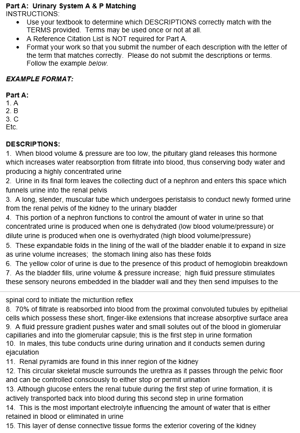 Solved Part A: Urinary System A & P Matching INSTRUCTIONS: | Chegg.com