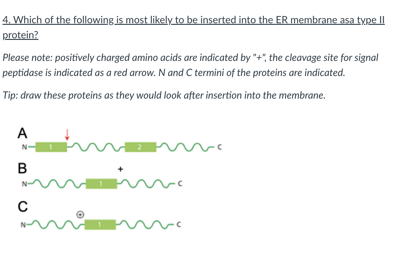 Solved Which of the following is most likely to be inserted | Chegg.com