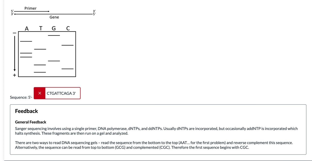 Solved Determine the DNA sequence of strand labeled | Chegg.com