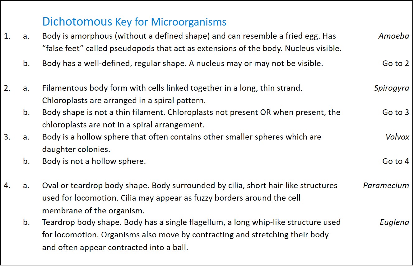 Solved Dichotomous Key for Microorganisms 1. a. Body is | Chegg.com