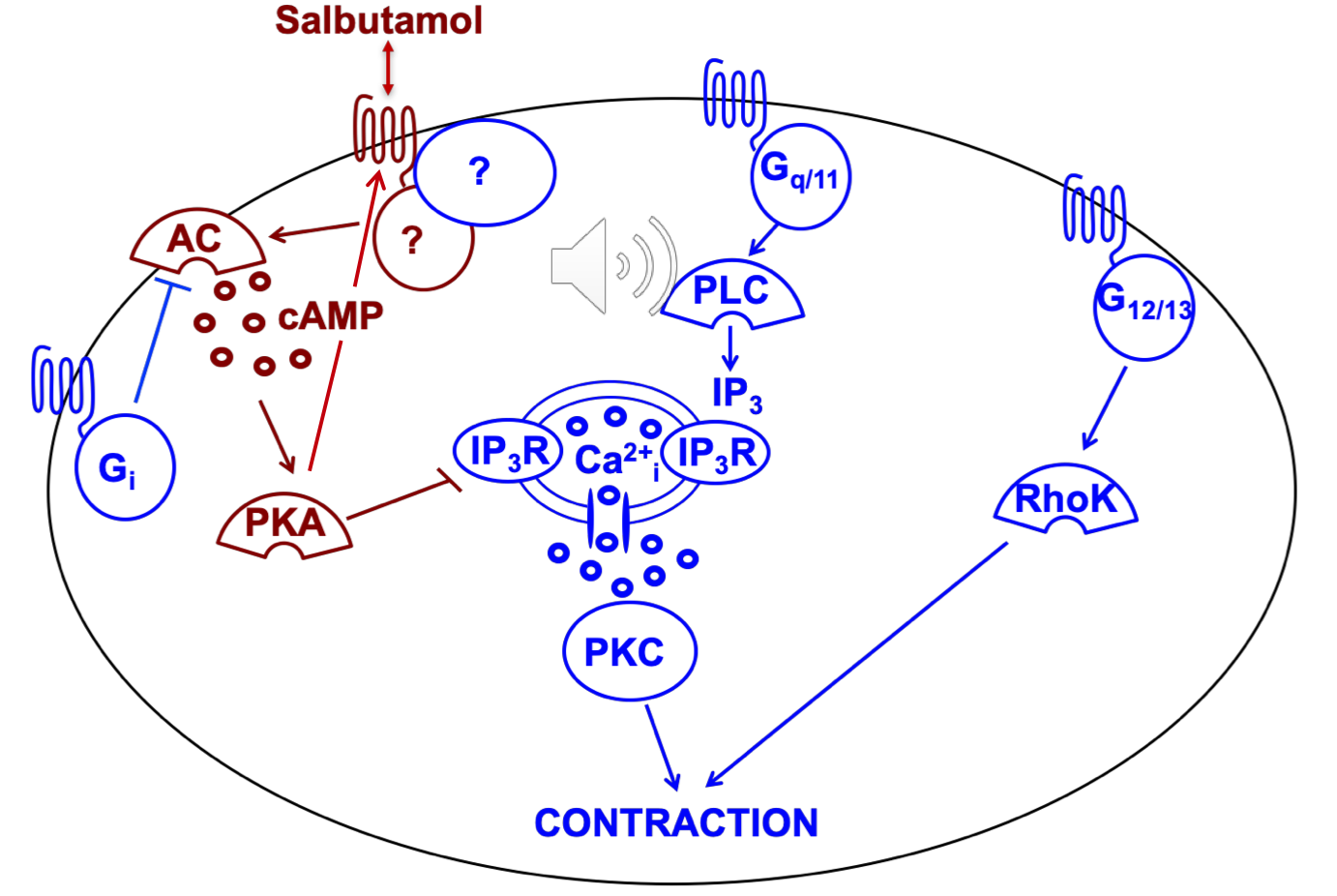 Solved Q1 a) Salbutamol (ventolin) is used in asthma to open | Chegg.com