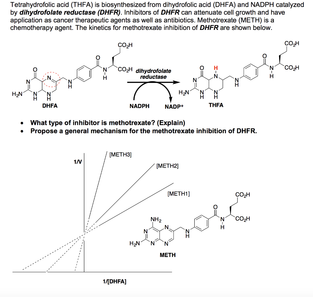 Solved Tetrahydrofolic acid (THFA) is biosynthesized from | Chegg.com