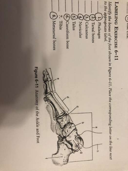 Solved LABELING EXERCISE 6-11 Identify the bones of the foot | Chegg.com