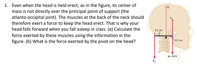 Solved Even when the head is held erect, as in the figure, | Chegg.com