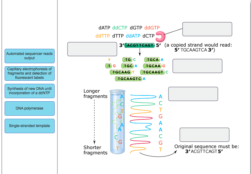 Solved Datp Ddctp Dgtp Ddgtp Ddttp Dttp Ddatp Dctp 3