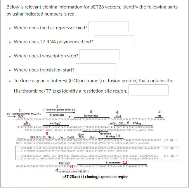 Solved Below is relevant cloning information for pET28 | Chegg.com