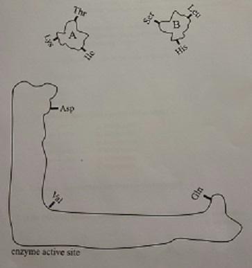 Examine the enzyme active site and both substrates A | Chegg.com