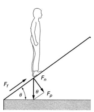 Solved A person is standing in vertical position on an | Chegg.com
