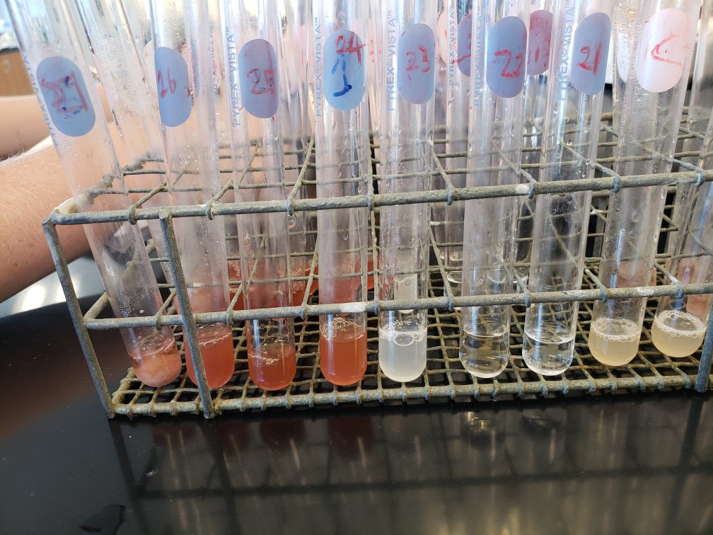 Solved abstrate Table 12.1 dH2O Test Tube Potato Temperature | Chegg.com