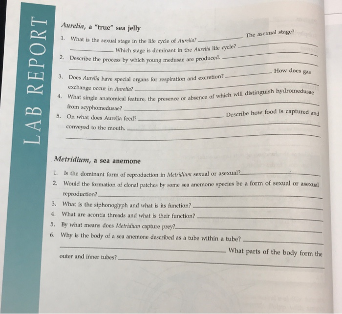 Metridium Life Cycle