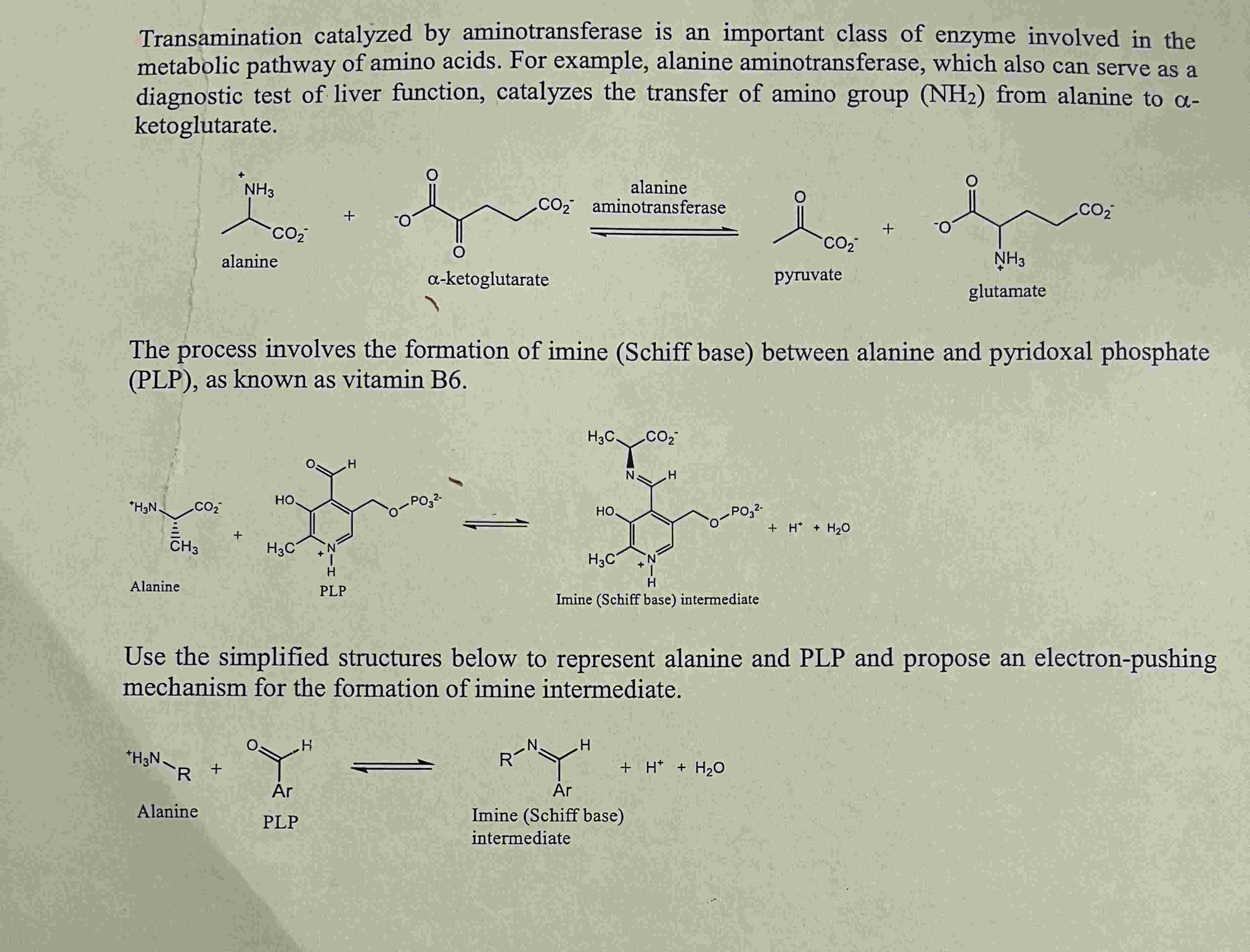 Solved Transamination catalyzed by aminotransferase is an | Chegg.com