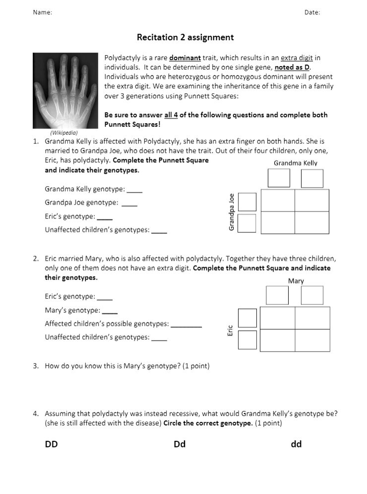 Solved Name: Date: Recitation 2 assignment Polydactyly is a | Chegg.com