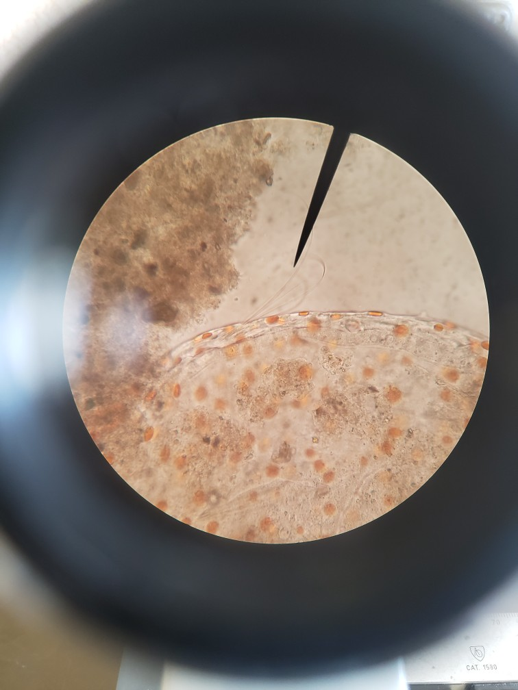 Solved CAT, 1580 CAT, 1580 | Chegg.com