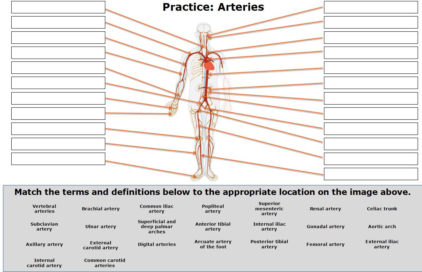 Solved Practice: Arteries Match the terms and definitions | Chegg.com