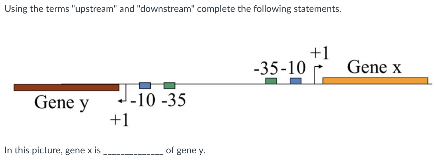 Solved Using the terms "upstream" and "downstream" complete | Chegg.com