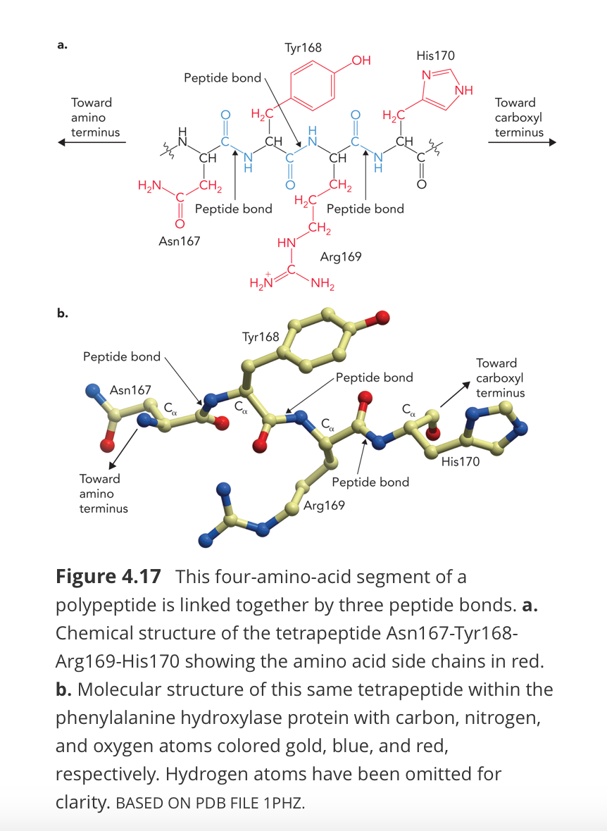 Solved What is the net charge at pH 7 ﻿of the tetrapeptide | Chegg.com