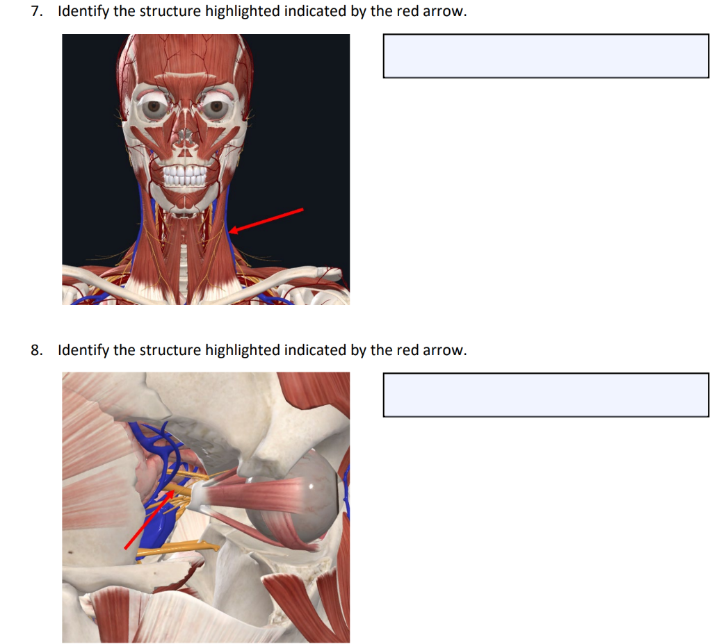 Solved 7. Identify the structure highlighted indicated by | Chegg.com