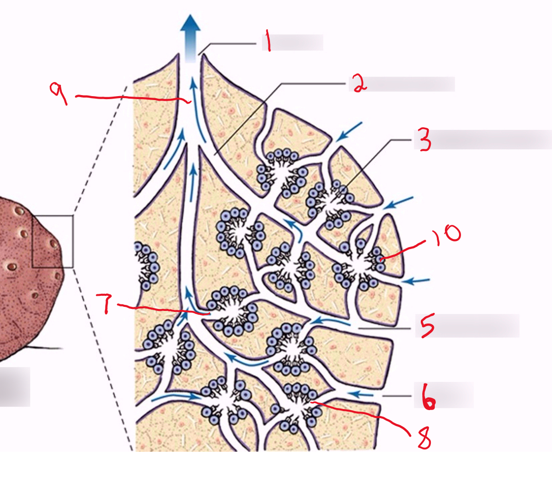 Solved Word Bank: Flagellated chamber, dermal ostium, | Chegg.com