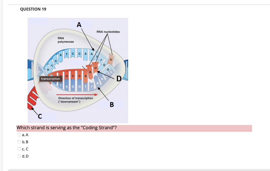 Solved 1. Which strand is serving as the coding strand?? A B | Chegg.com