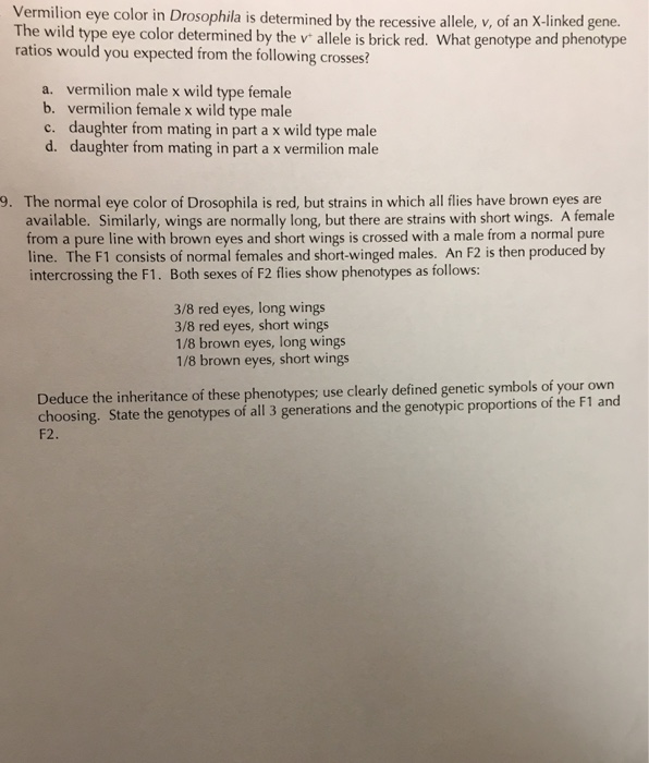 Solved Vermilion eye color in Drosophila is determined by | Chegg.com