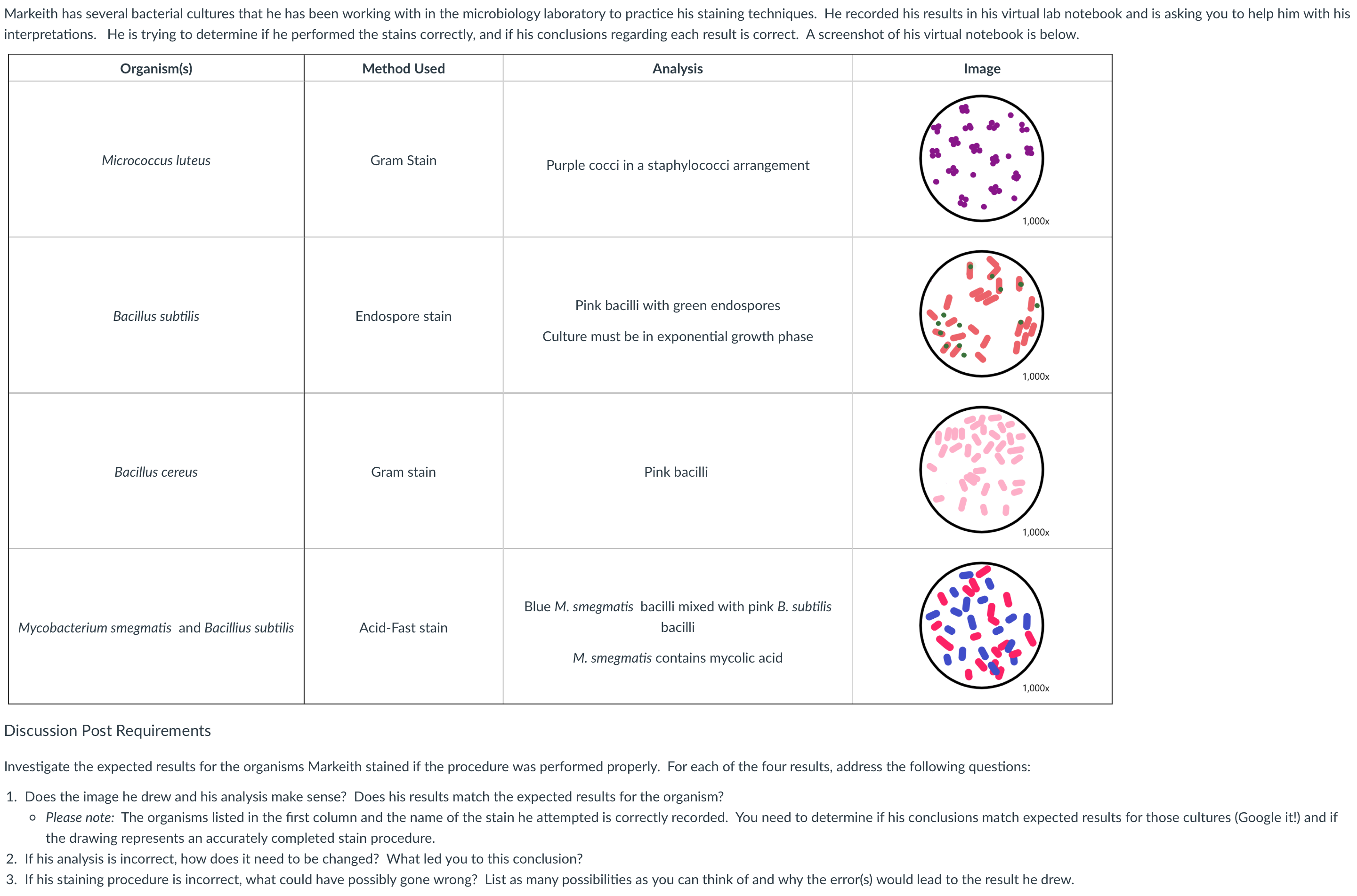 Micrococcus Luteus Acid Fast Stain