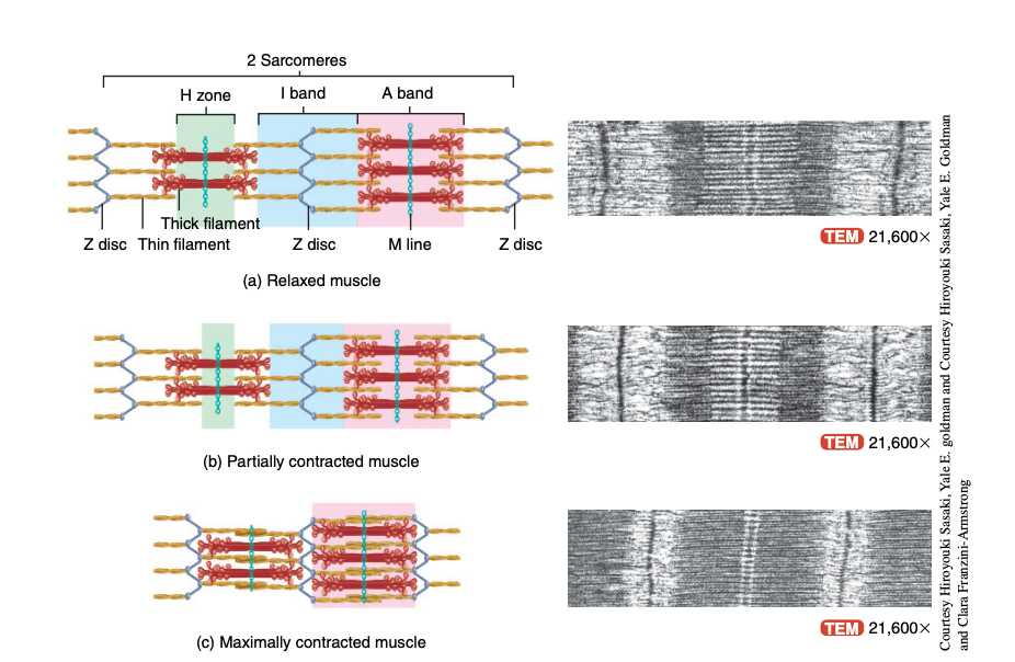 Solved 8. Use Figure 12.6 to answer the “Sarcomere | Chegg.com