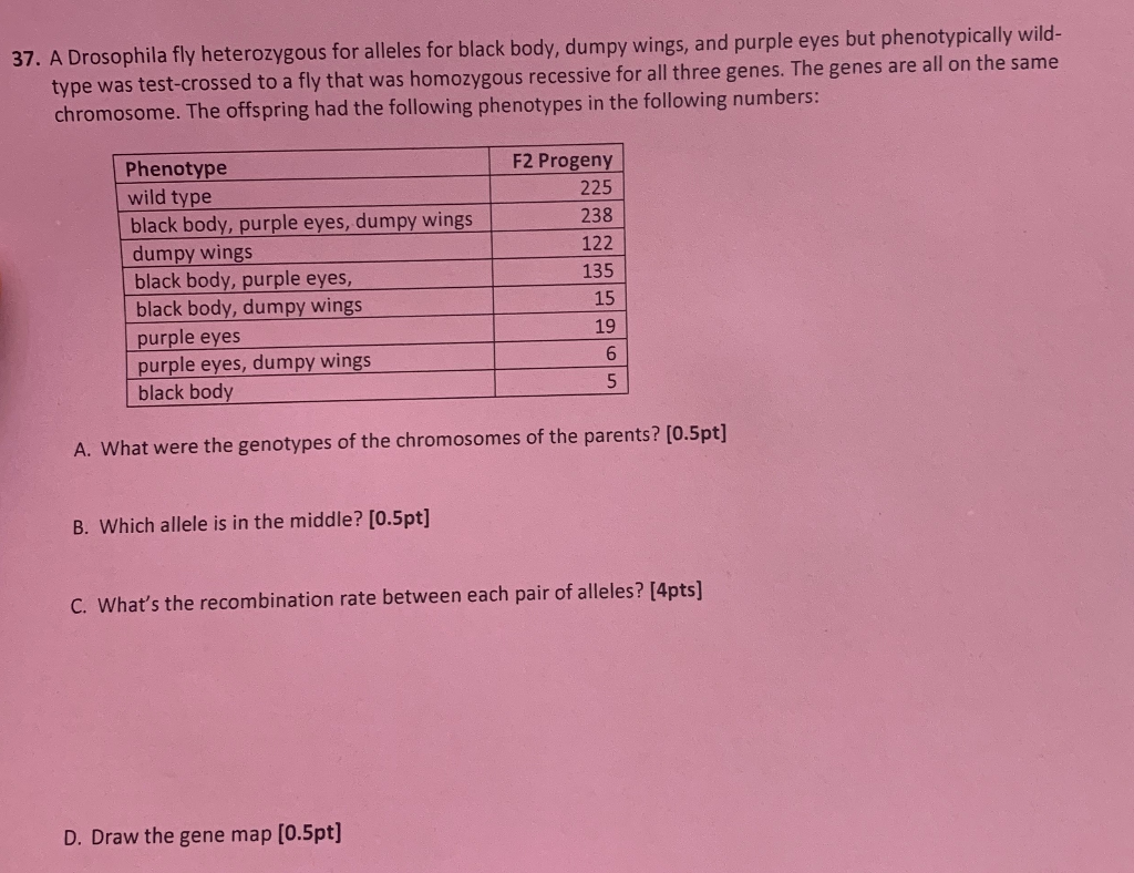 Solved 37. A Drosophila fly heterozygous for alleles for | Chegg.com