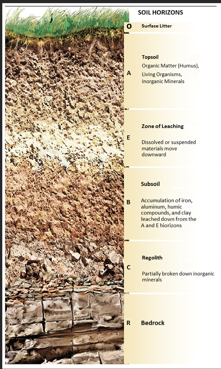 Soil forms from a parent material deposited active | Chegg.com