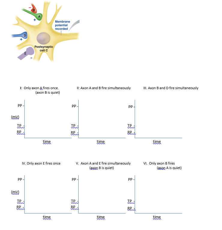 Solved The illustration below depicts multiple presynaptic | Chegg.com