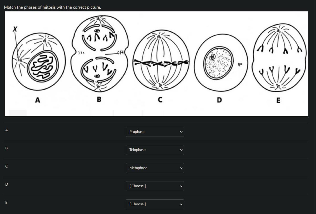 Solved Match the phases of mitosis with the correct picture. | Chegg.com