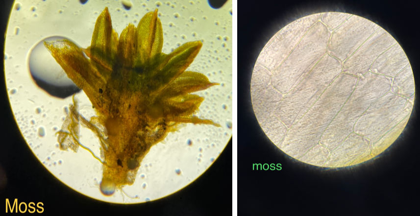 GROUP ACTIVITY 2: CREATE A DETAILED MICROSCOPIC | Chegg.com
