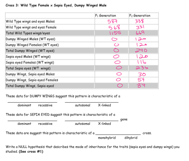 Cross 3: Wild Type Female Sepia Eyed, Dumpy Winged | Chegg.com