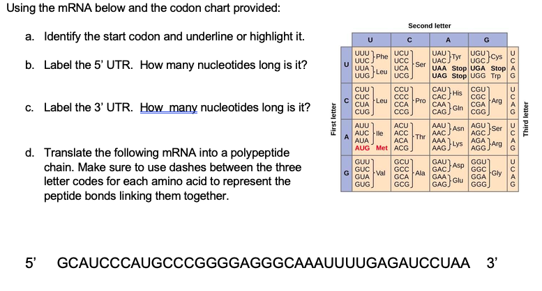 Solved Second letter Using the mRNA below and the codon | Chegg.com