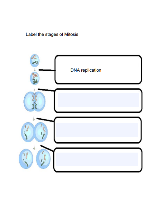 Solved Label the stages of Mitosis DNA replication 18 | Chegg.com