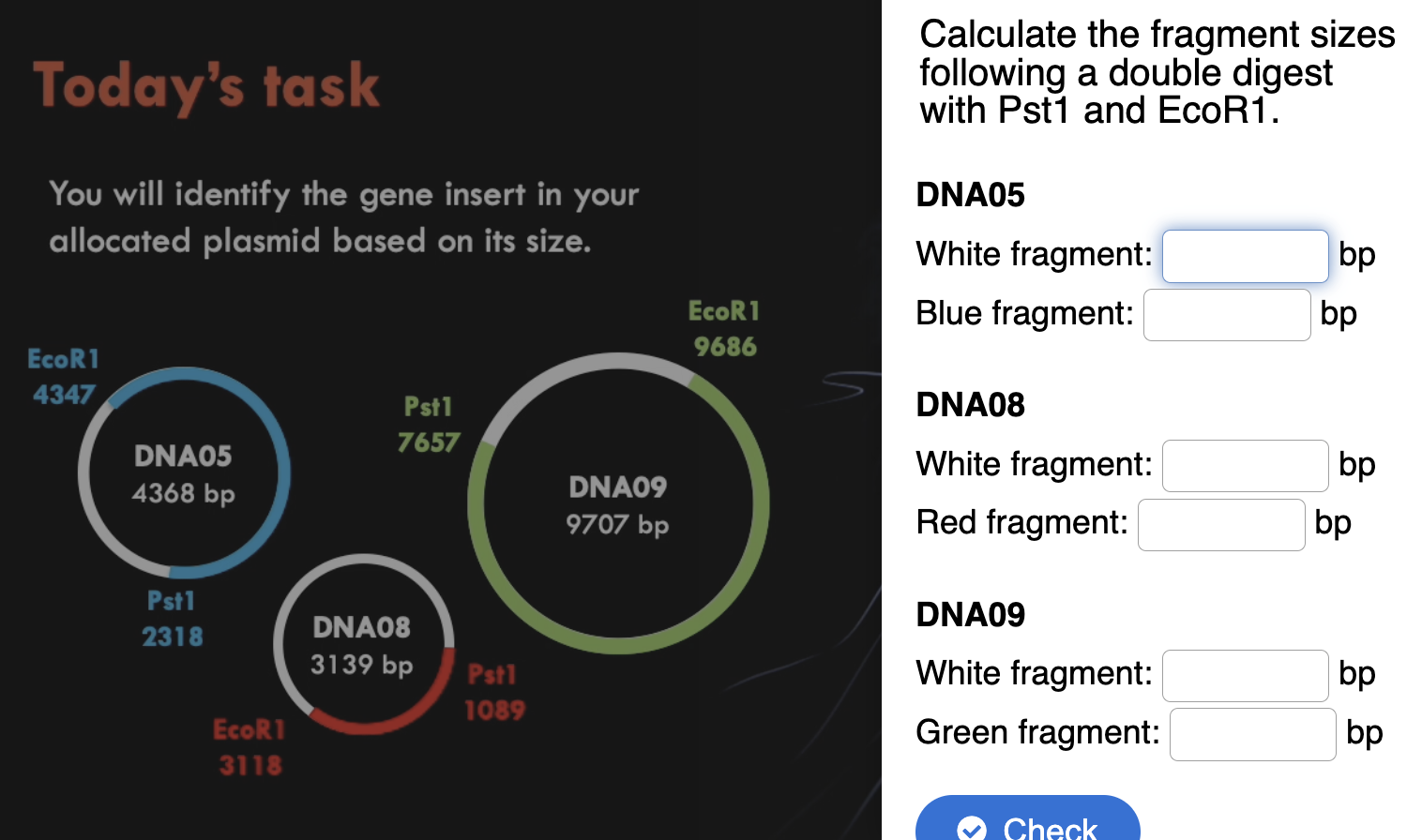 Calculate the fragment sizes following a double | Chegg.com