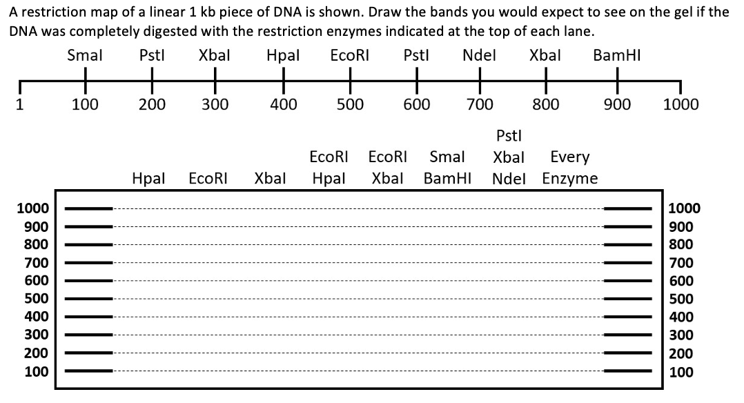 Solved A restriction map of a linear 1 kb piece of DNA is | Chegg.com