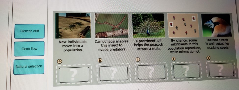 Solved Genetic drift New individuals Camouflage enables A | Chegg.com