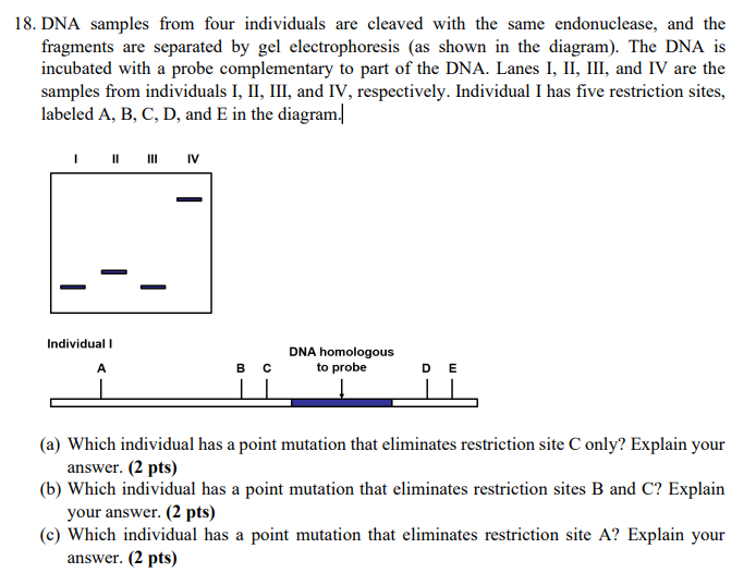 Solved 18. DNA samples from four individuals are cleaved | Chegg.com
