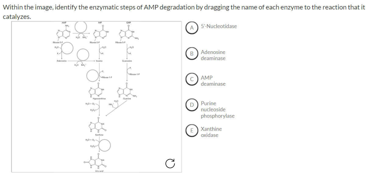 Solved Within the image, identify the enzymatic steps of AMP | Chegg.com