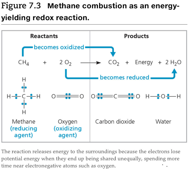 Solved Figure 7.3 Methane combustion as an energy- yielding | Chegg.com