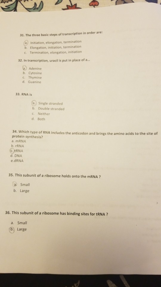 Solved 31. The three basic steps of transcription in order | Chegg.com