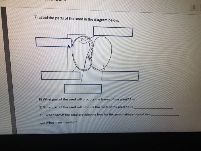 Solved 7) Label the parts of the seed in the diagram below. | Chegg.com