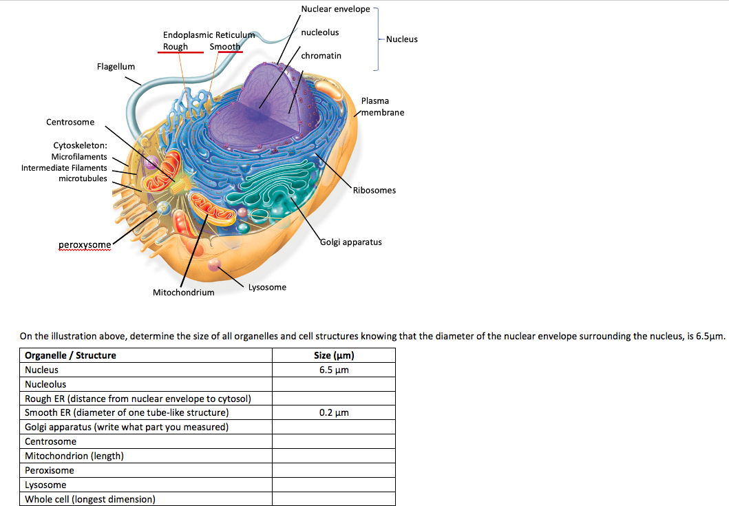 Nuclear envelope nucleolus Endoplasmic Reticulum | Chegg.com