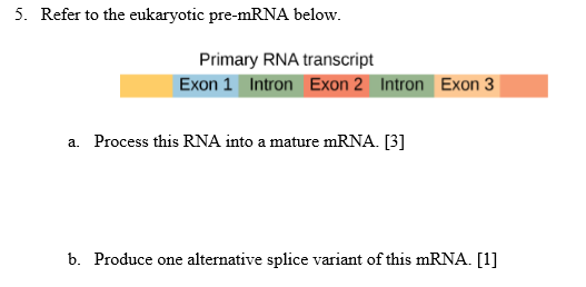 Solved 5. Refer to the eukaryotic pre-mRNA below. Primary | Chegg.com