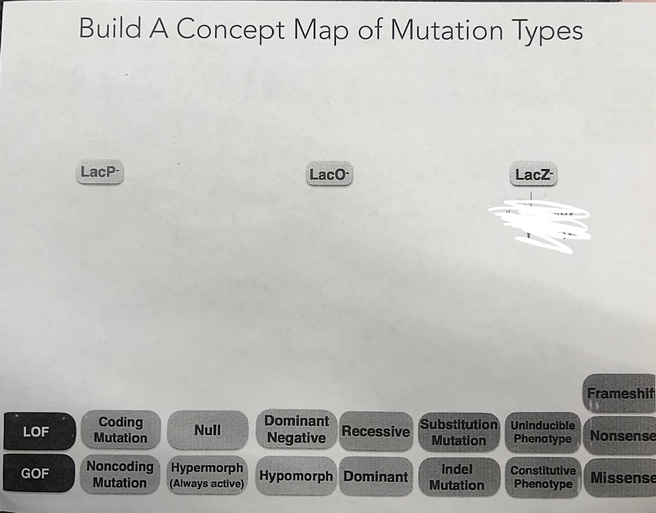 Solved Build A Concept Map of Mutation Types LacP- Laco- | Chegg.com