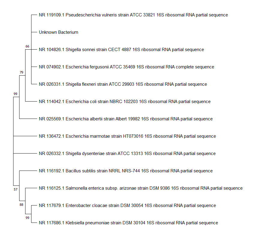 Solved This is bootstrap phylogenetic tree Q1. Describe | Chegg.com