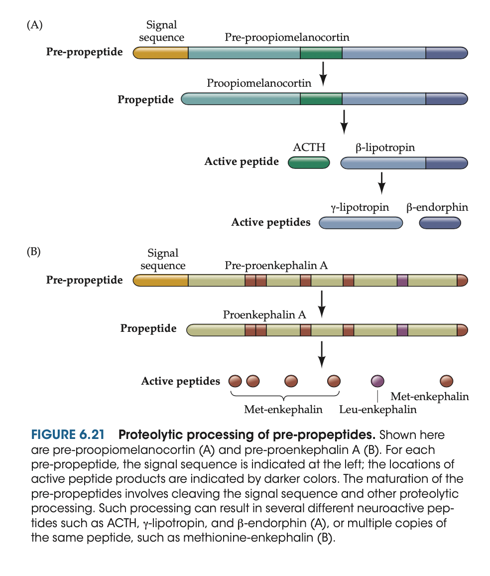 Solved FIGURE 6.21 ﻿Proteolytic processing of | Chegg.com